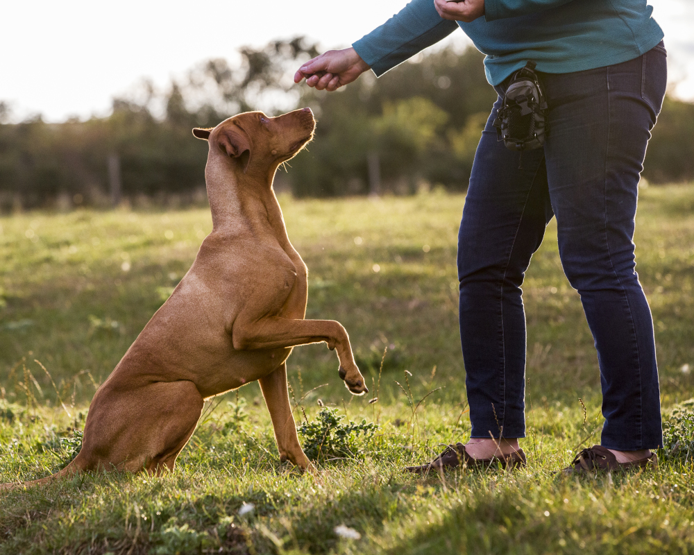 Peacock Bridge Boarding and Dog Training - Reading, PA